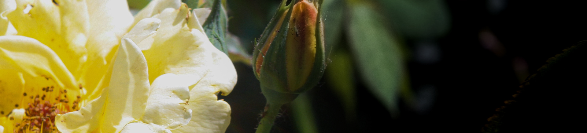 Organic Paeonia Mu Dan Hua Big Tree Peony Flower Tea in Wooden Box ...