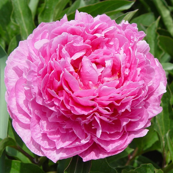 Qing Wen Blue Elegant Garden Intersectional Peonies - Buy elegant ...