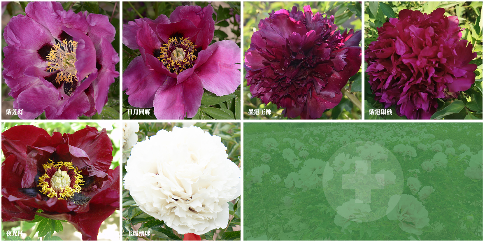 Grafted Variety Seedlings - Big Tree Peony