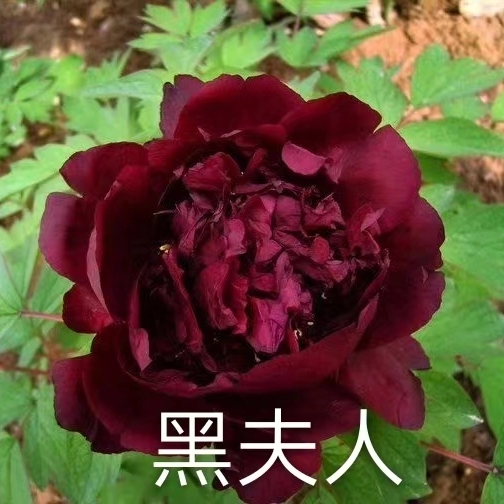 Hei Fu Ren Chinese Black Peony 2-4 Branches