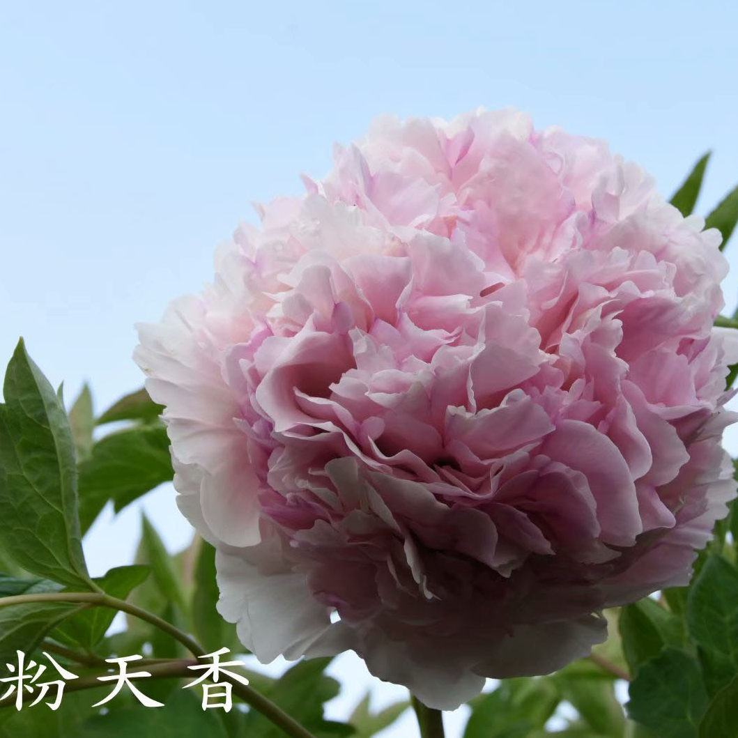 - Buy Product on Big Tree Peony