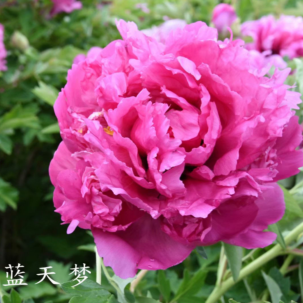 - Buy Product on Big Tree Peony